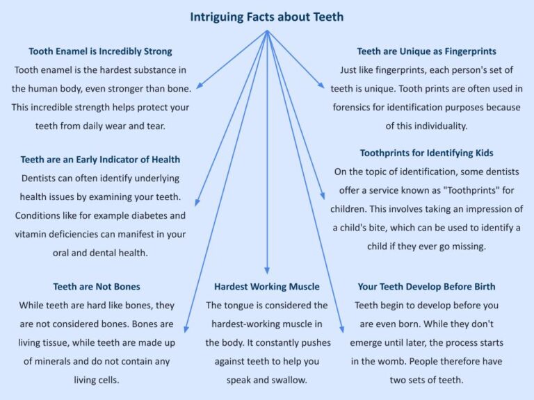 Facts about Teeth Types - cosmedicadental.com
