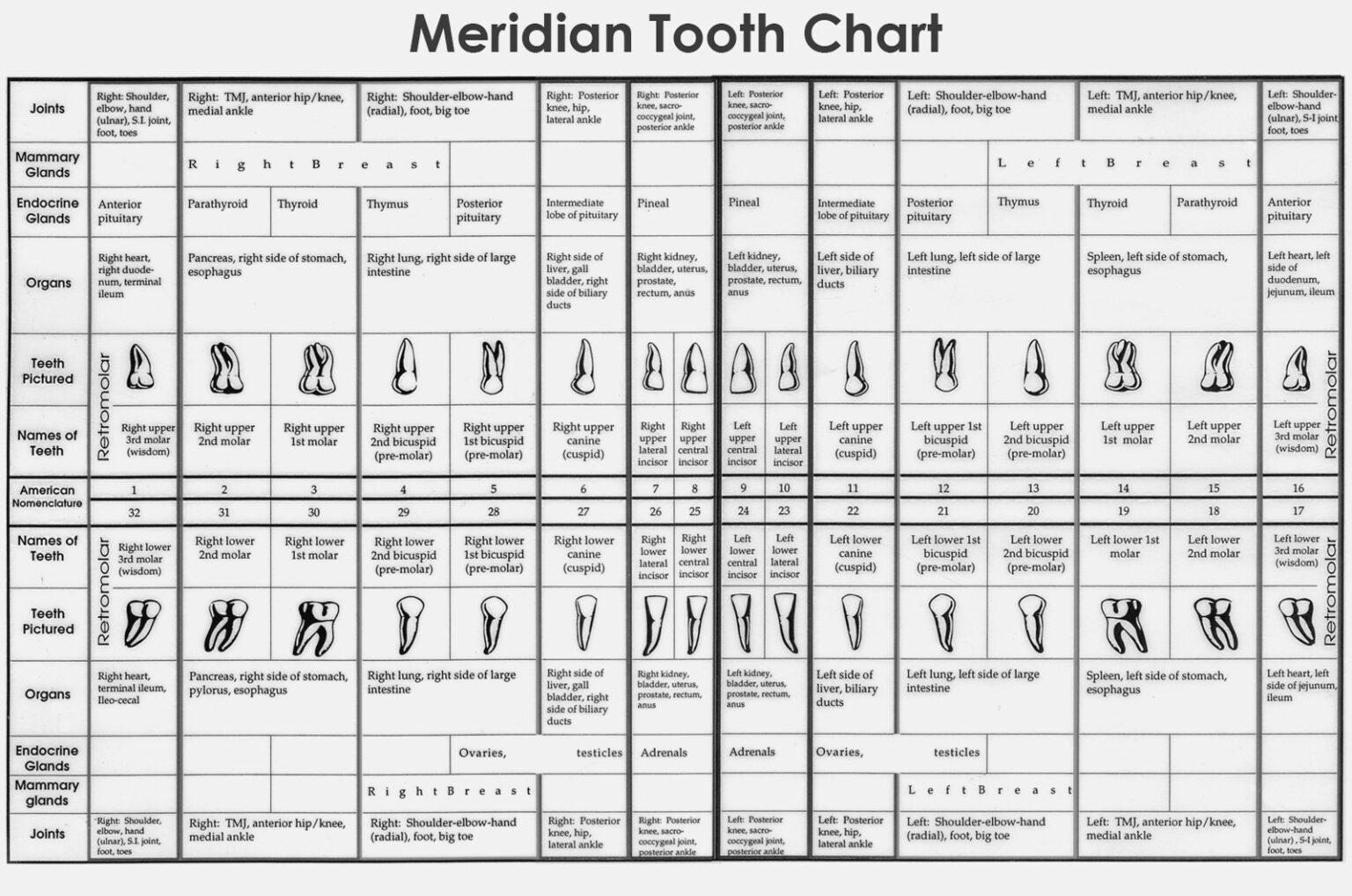 What is a Tooth Organ Relationship? - cosmedicadental.com
